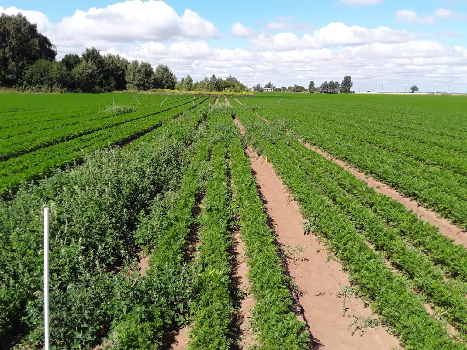 Updated guidance on efficacy requirements in the Northern Zone - Agrolab