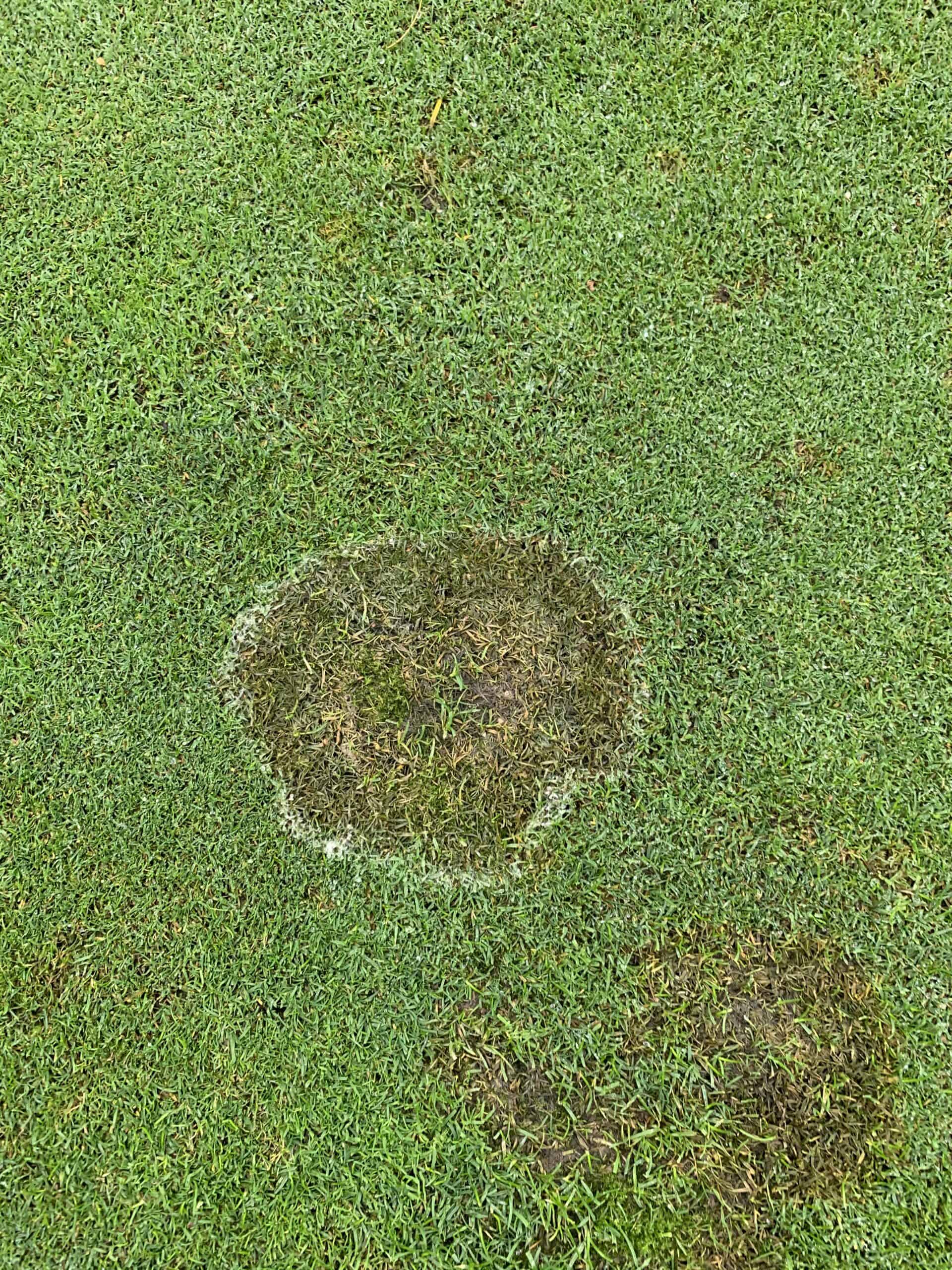 Snow Mold Trials on Golf Course | Agrolab